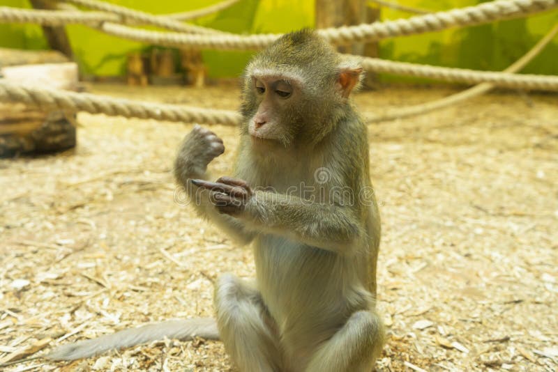 El Mono Da El Dedo Medio a La Gente Imagen de archivo - Imagen de ...