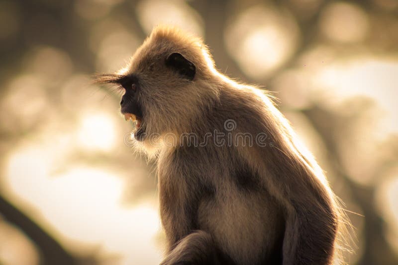 2,352 Mono Enojado Fotos de stock - Fotos libres de regalías de Dreamstime