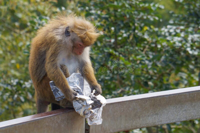El Mono Está Leyendo El Periódico Imagen de archivo - Imagen de parque ...