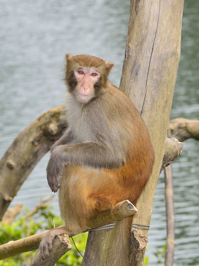 El Mono Está Mirando Fijamente Usted Imagen de archivo - Imagen de mono ...