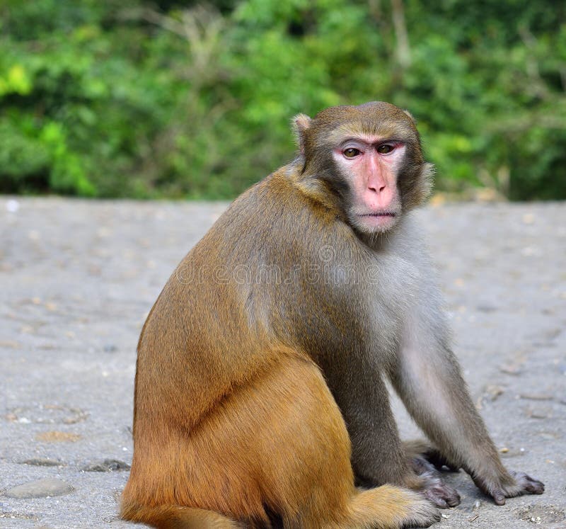 El Mono Está Mirando Fijamente Usted Imagen de archivo - Imagen de ...