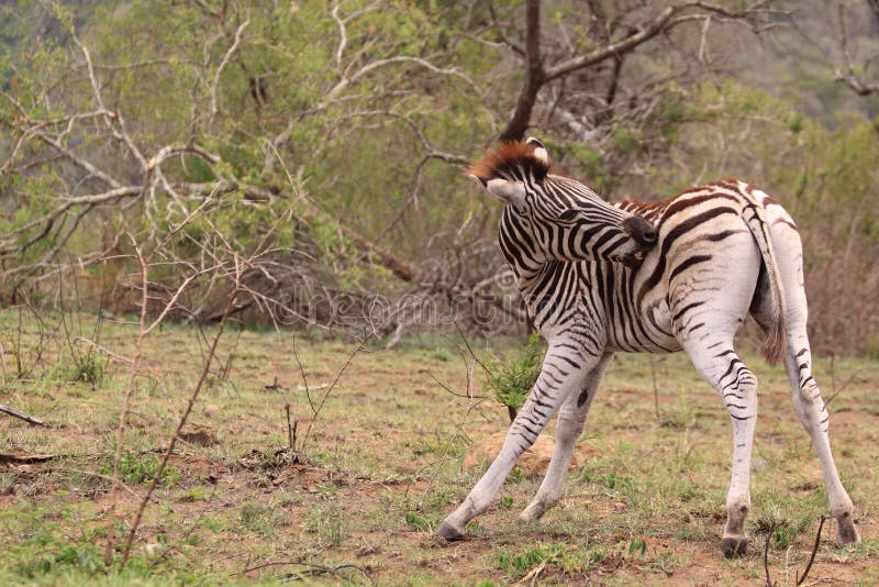 Cebra salvaje imagen de archivo. Imagen de salvaje, recorrido - 10936391