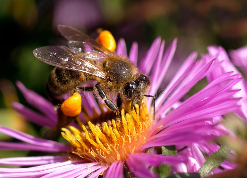 El mundo de insectos foto de archivo. Imagen de fauna - 16853090