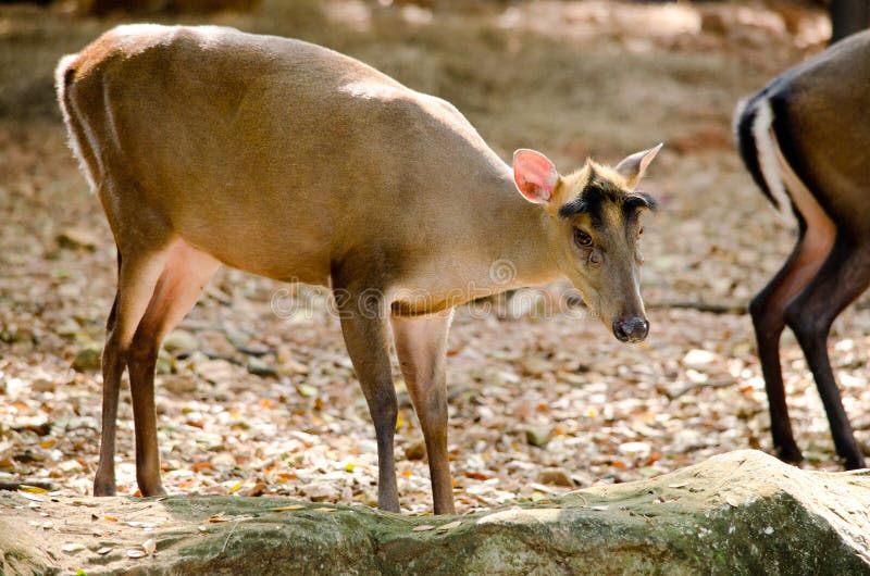 El Muntjac De Fea Es Ciervo Imagen de archivo - Imagen de naturalizado ...