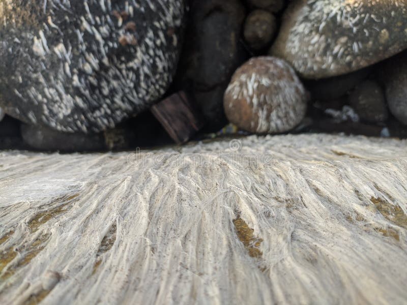 El musgo blanco imagen de archivo. Imagen de musgo, hoja - 214803061