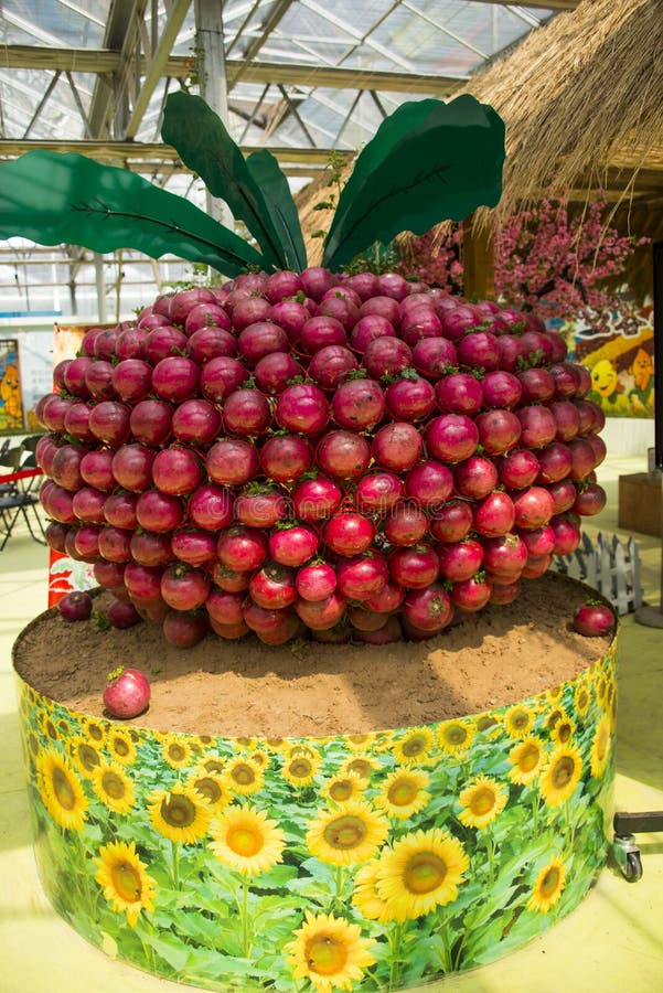 El nabo grande imagen de archivo. Imagen de agricultura - 52169547
