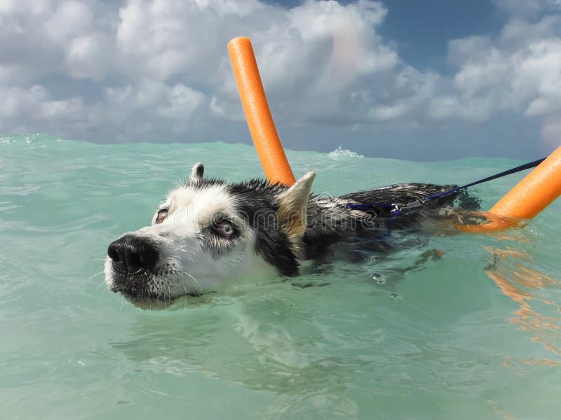 El nadar con los perros foto de archivo. Imagen de curacao - 45768468