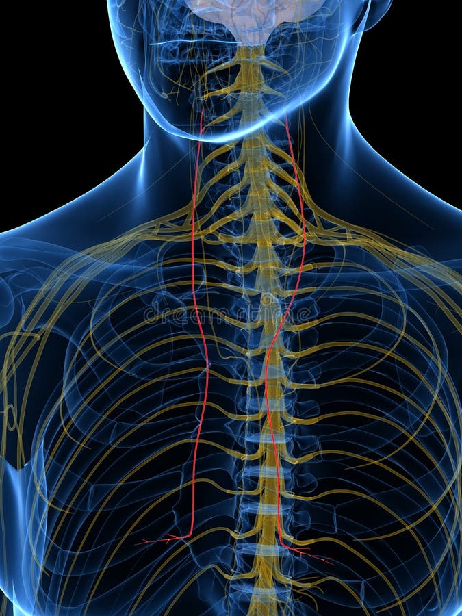 El nervio frénico stock de ilustración. Ilustración de médico - 101288519