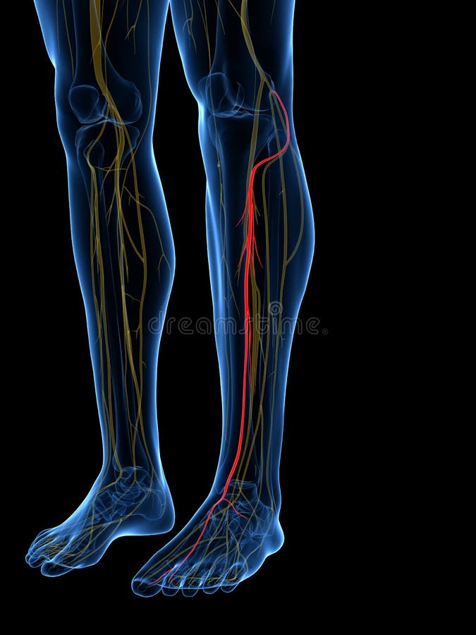 El nervio peroneo profundo stock de ilustración. Ilustración de nervio ...