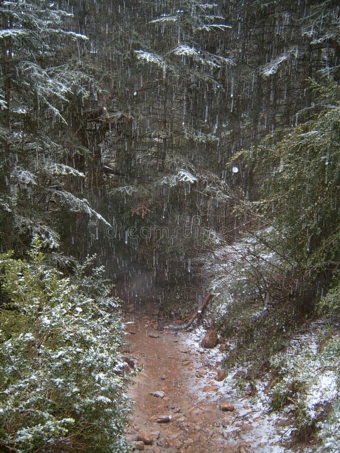 El nevar en el bosque foto de archivo. Imagen de resorte - 57623688