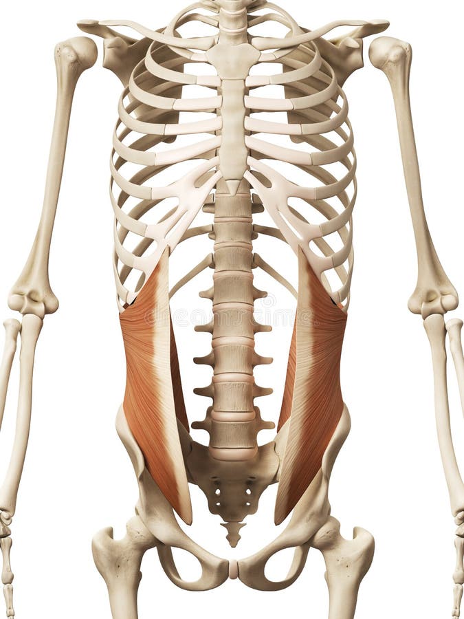 El oblicuo interno stock de ilustración. Ilustración de interno - 45575608