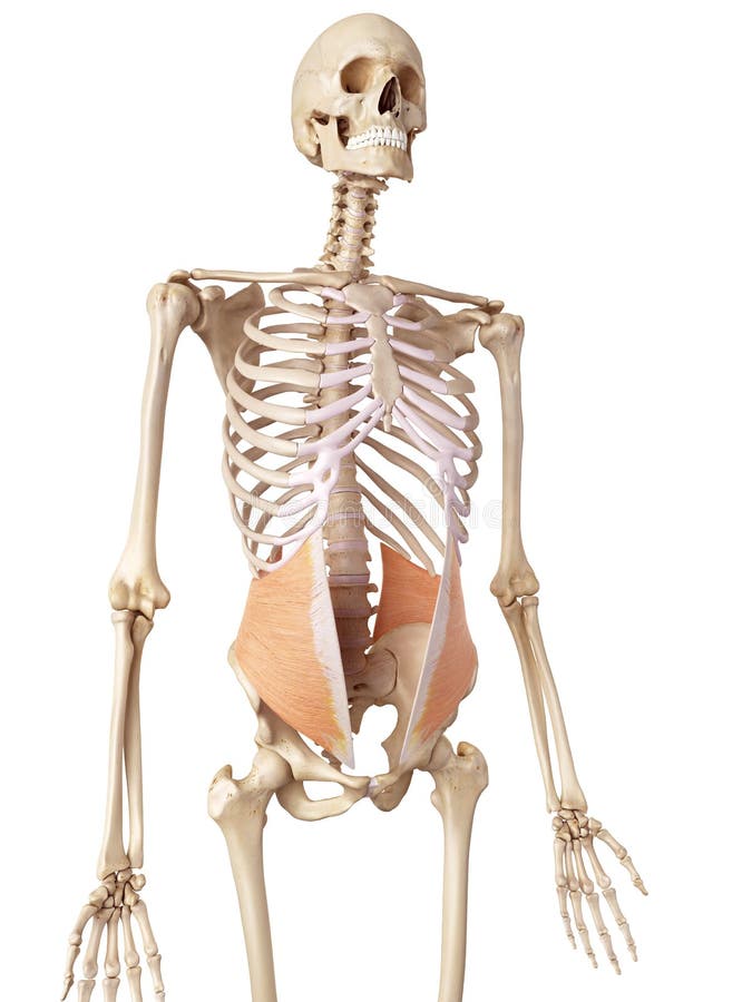 El oblicuo interno stock de ilustración. Ilustración de esqueleto ...