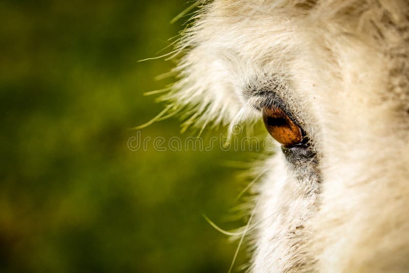 Ojo De Un Burro Fotos de stock - Fotos libres de regalías de Dreamstime