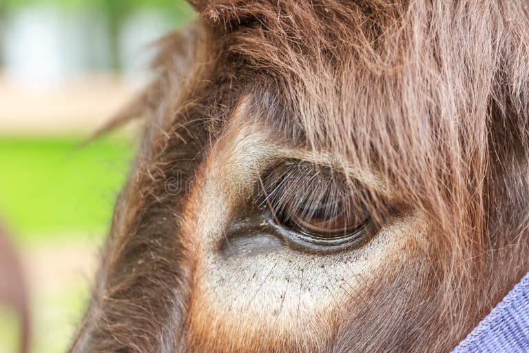 Ojo De Un Burro Fotos de stock - Fotos libres de regalías de Dreamstime
