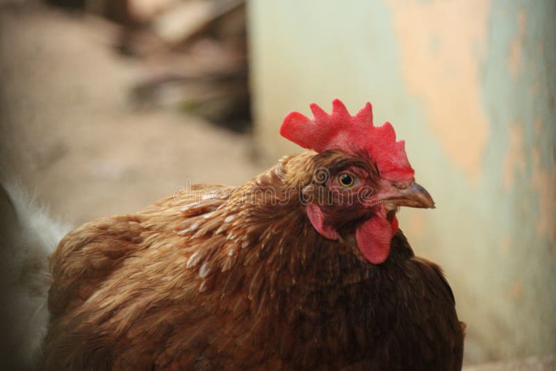 Ojo del pollo foto de archivo. Imagen de perfil, diafragma - 113548