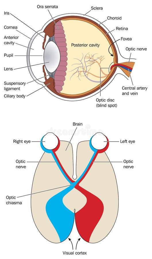 El ojo y la corteza visual ilustración del vector. Ilustración de punto ...