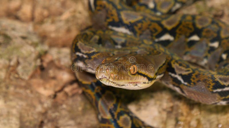 El Oler Peligroso De La Serpiente De Python Reticulado Metrajes - Vídeo de adulto, primer: 82595652
