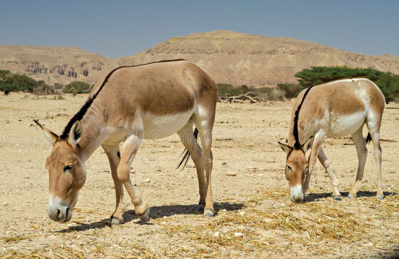 El Onager (hemionus Del Equus) Imagen de archivo - Imagen de fauna ...