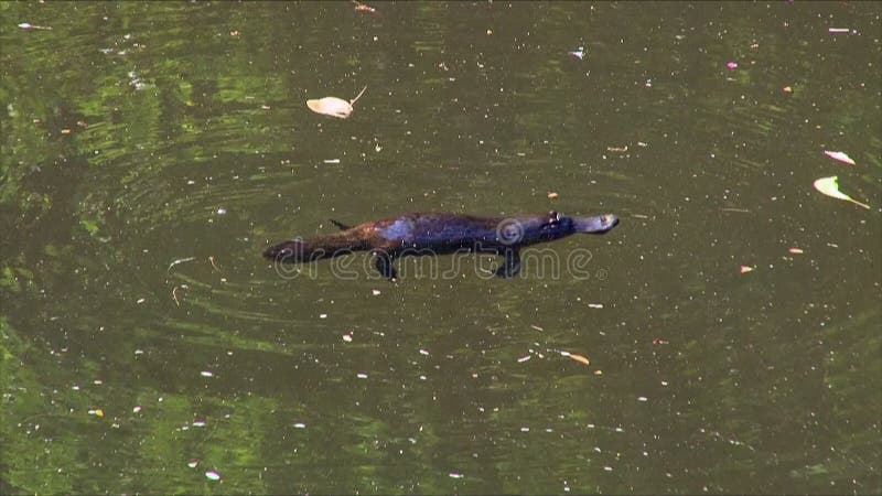El Ornitorrinco Se Zambulle Para La Comida 03 Almacen De Video - Vídeo ...