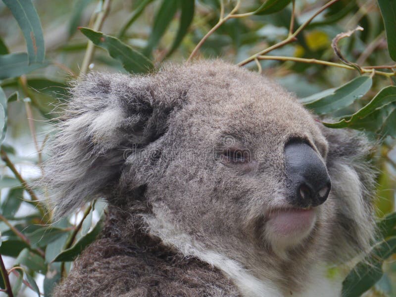 El Oso De Koala No Es Un Oso Imagen de archivo - Imagen de animal ... El Oso De Koala No Es Un Oso Imagen de archivo - Imagen de animal ...