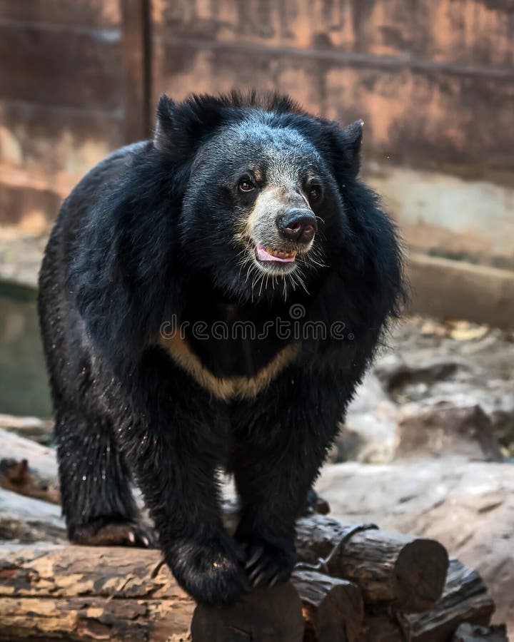 Oso solar malayo foto de archivo. Imagen de cubo, miel - 198336706