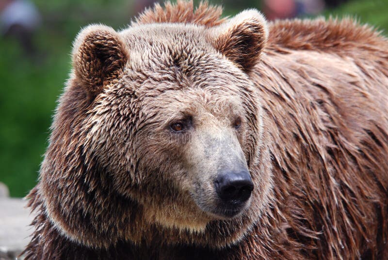 imágenes comunes del Oso Del Rugido - los derechos de la transferencia ...