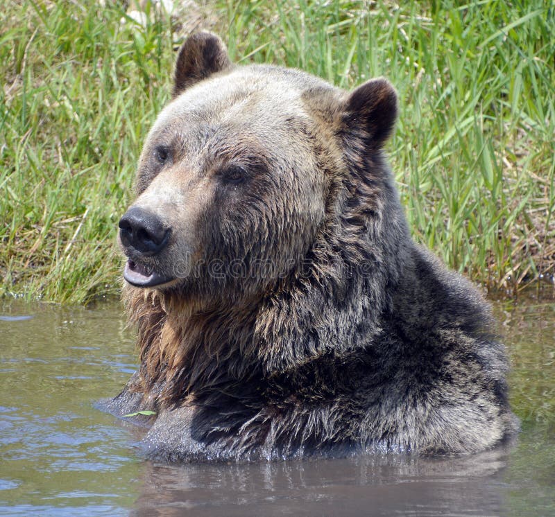 imágenes comunes del Oso Del Rugido - los derechos de la transferencia ...