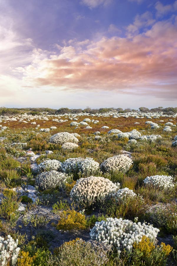 El Parque Nacional Del Cabo Point Imagen de archivo - Imagen de parque ...
