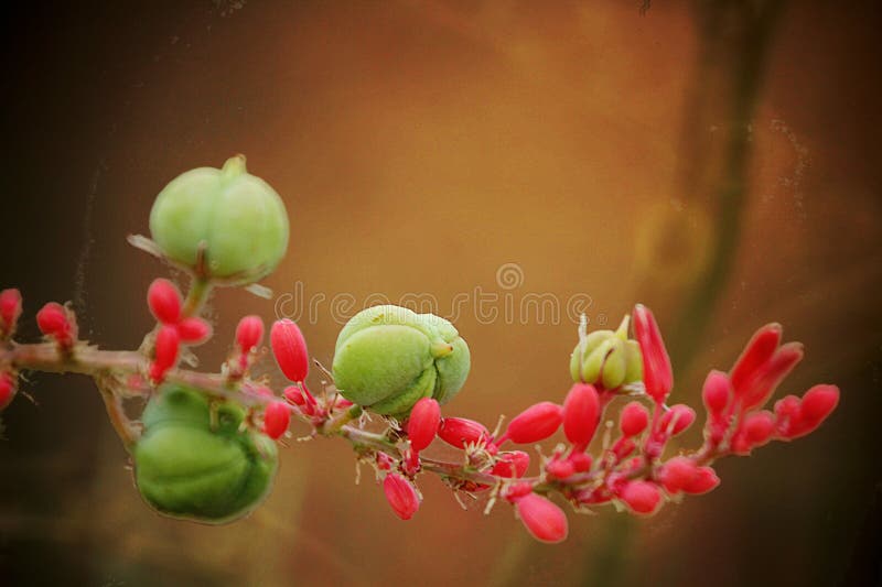 El Paso, Texas Red Yucca stock image. Image of botany - 285088043