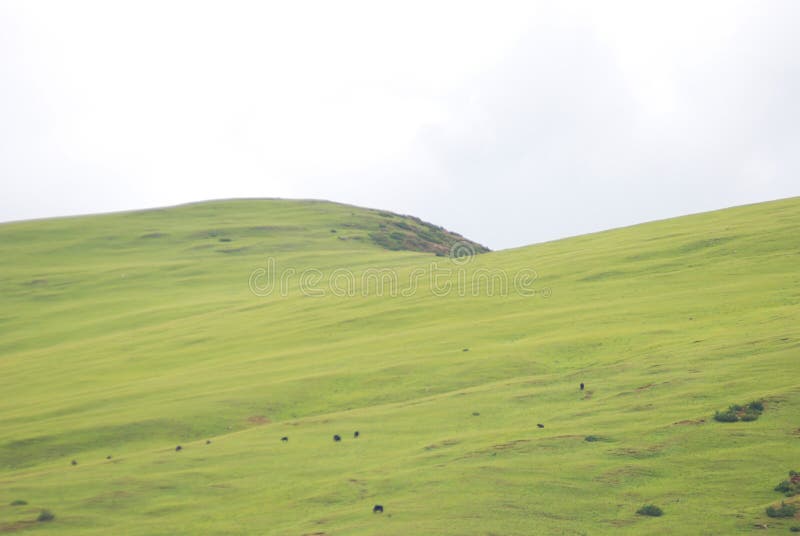 Pasto Hermoso De La Montaña Imagen de archivo - Imagen de travieso ...