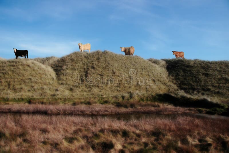 El pasto más alto imagen de archivo. Imagen de colina - 5093267