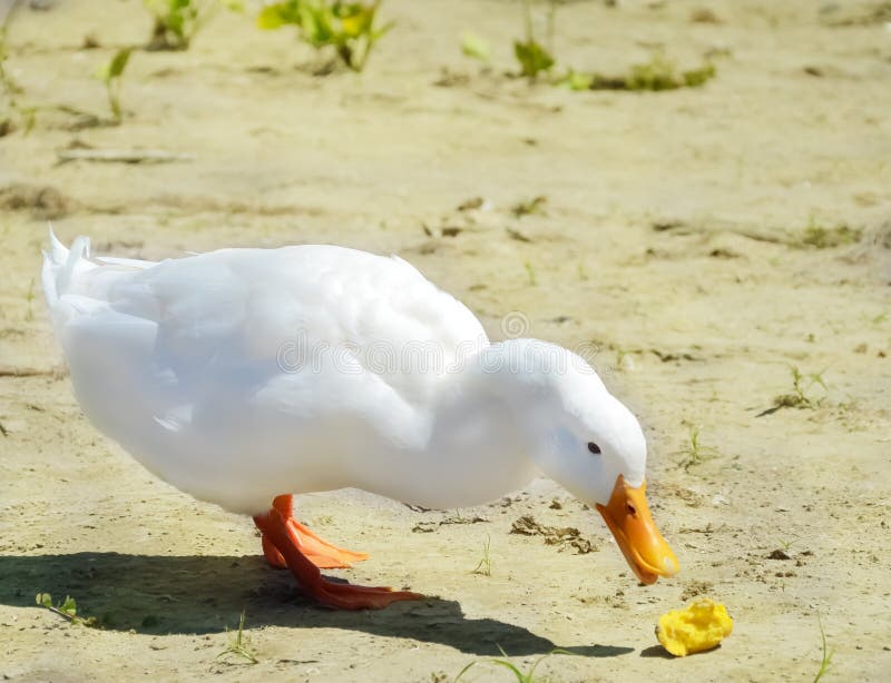 El Pato Blanco Come El Pan Fotos de stock - Fotos libres de regalías de ...