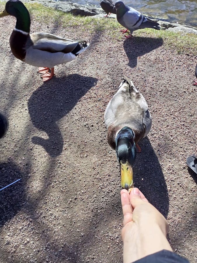 El Pato Come Manjares. Pato Hambriento. Foto de archivo - Imagen de ...