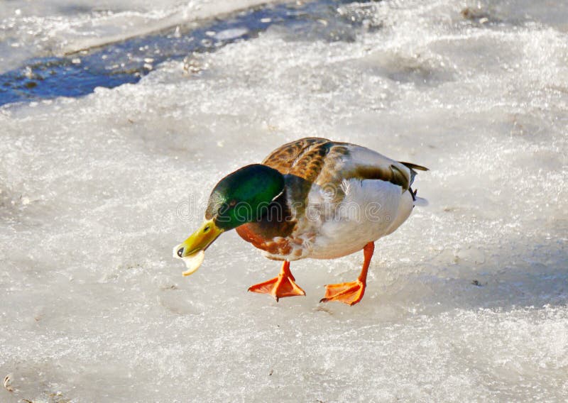 El Pato Come El Pan En El Hielo Foto de archivo - Imagen de alas, cubo ...