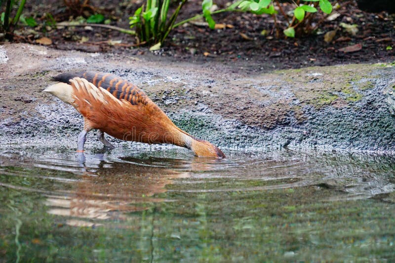 El Pato De La Florida Es Agua Potable Foto de archivo - Imagen de bebé ...
