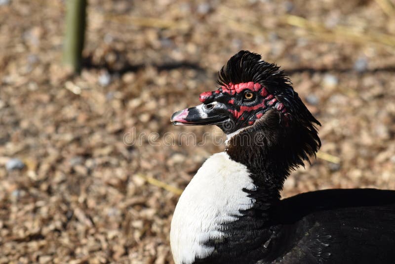 imágenes comunes del Pato De Muscovy Grande - los derechos de la ...
