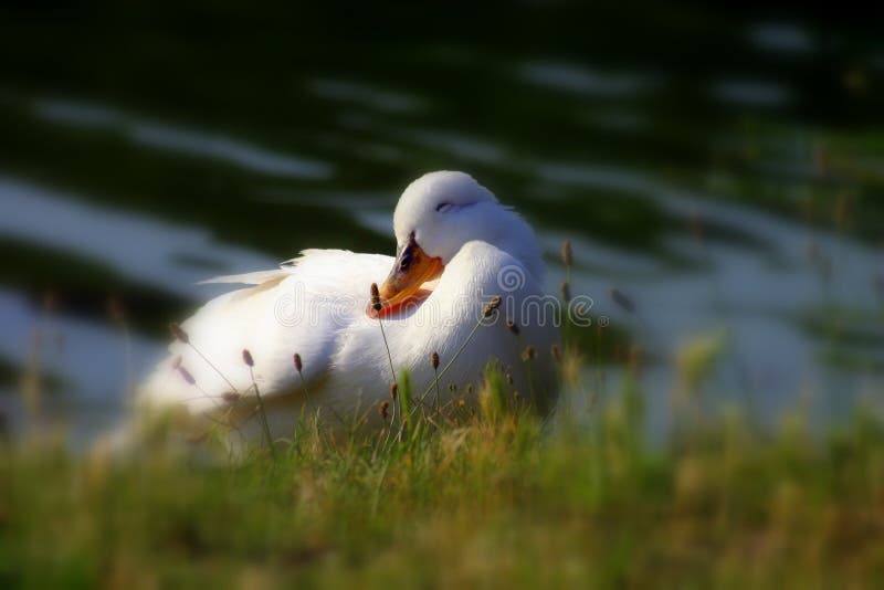 El Pato Más Dulce Del Mundo Foto de archivo - Imagen de aves, limpio ...
