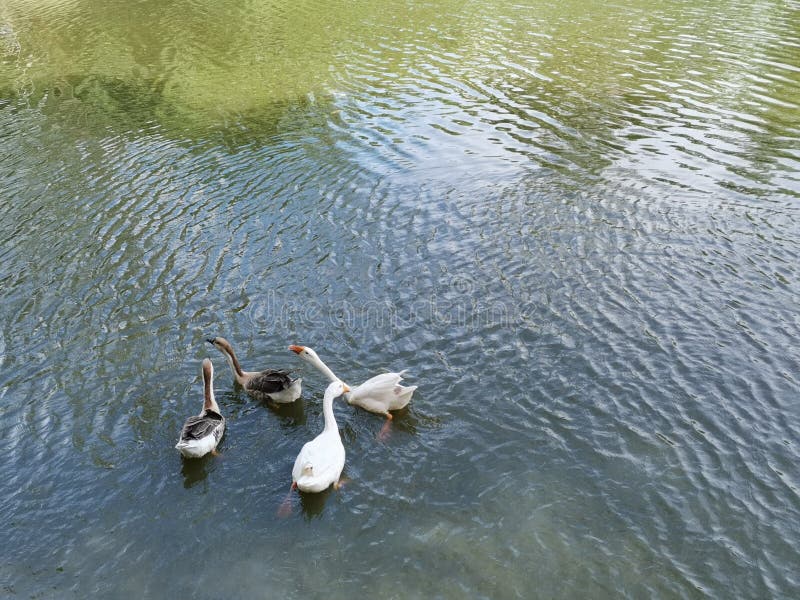 El Pato Rey Se Llama Bangladesh. Imagen de archivo - Imagen de fauna ...