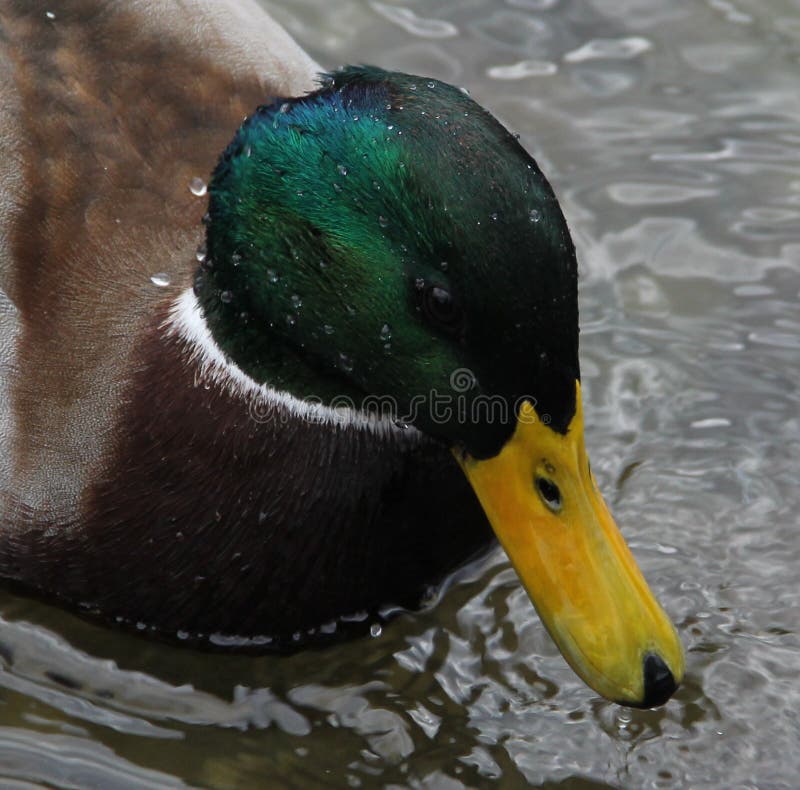 El Pato Salvaje Nada Y Come En El Lago Foto de archivo - Imagen de cubo ...