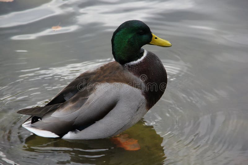 El Pato Salvaje Nada Y Come En El Lago Foto de archivo - Imagen de ...