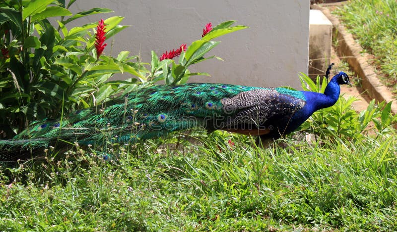 Pavo Real De Verduras Y De Frutas Imagen de archivo - Imagen de cocina ...