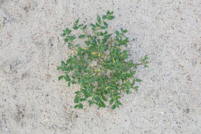 El Penacho De La Hierba Crece En La Arena Foto de archivo - Imagen de ...