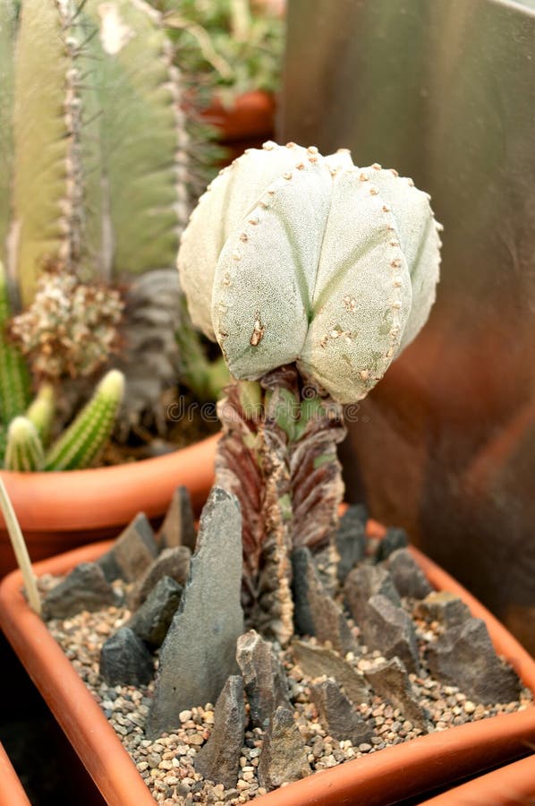 Cactus Grande Con Los Pelos Blancos Imagen de archivo - Imagen de ...