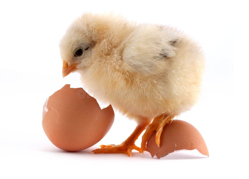 El Pequeño Polluelo Amarillo Imagen de archivo - Imagen de lindo, amor ...