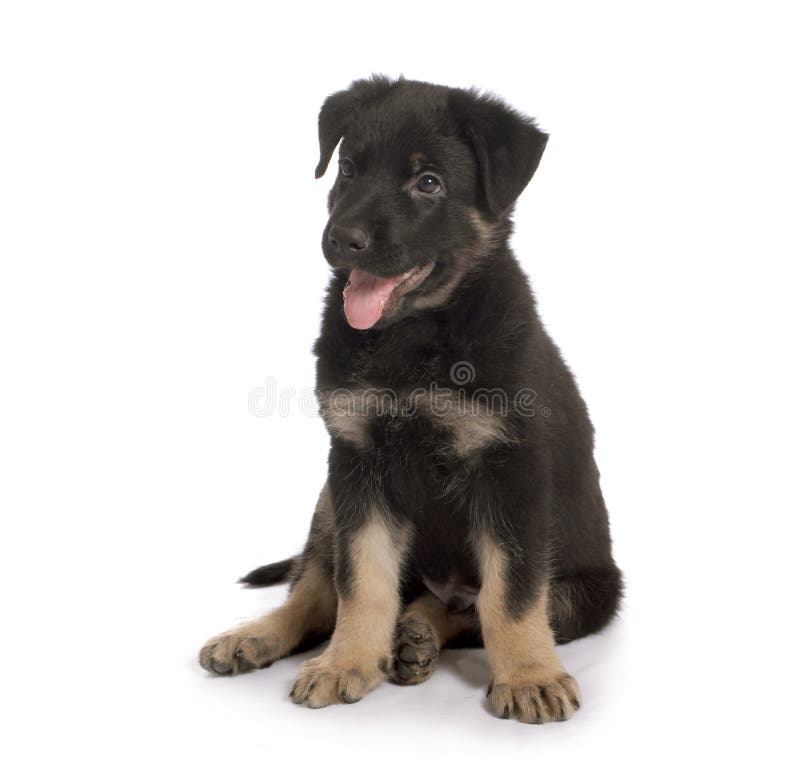 El Perrito Del Perro Pastor Foto de archivo - Imagen de mascotas ...