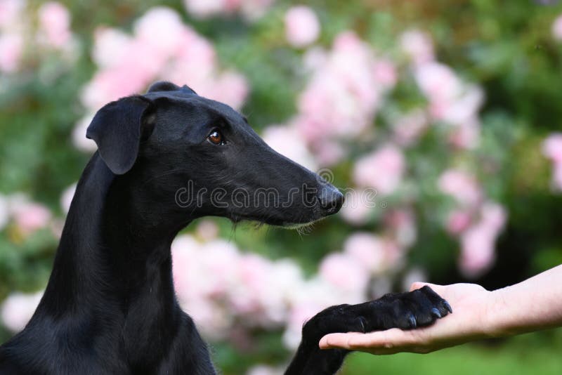 El Perrito Negro De Galgo Espanol Da La Pata Imagen de archivo - Imagen ...
