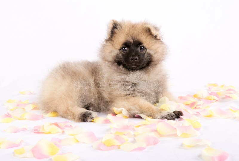 Perrito En Pétalos Color De Rosa Imagen de archivo - Imagen de bebé ...