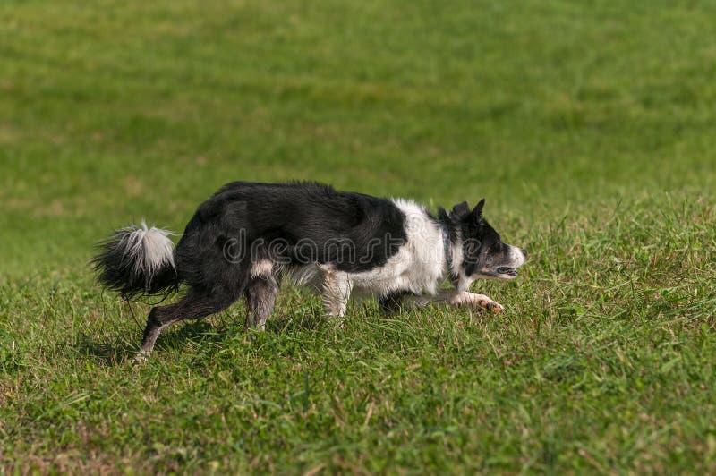 El Perro Común Se Mueve a La Derecha Cautelosamente Imagen de archivo ...