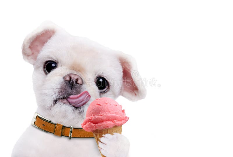 El perro come el helado imagen de archivo. Imagen de divertido - 78314105