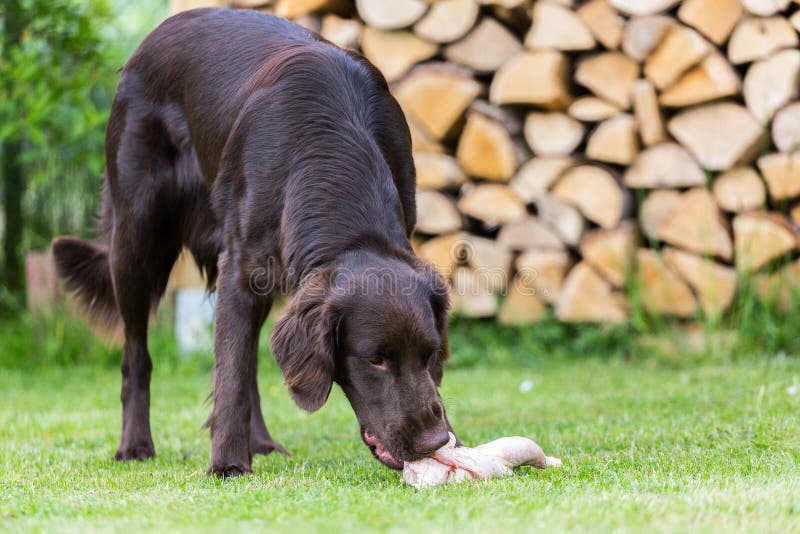 El perro come el pollo foto de archivo. Imagen de verde - 54219548